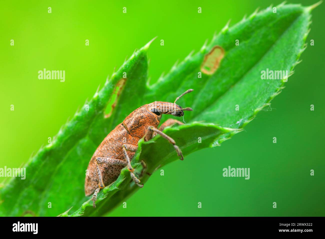 weevil inhabiting on the leaves of wild plants Stock Photo - Alamy