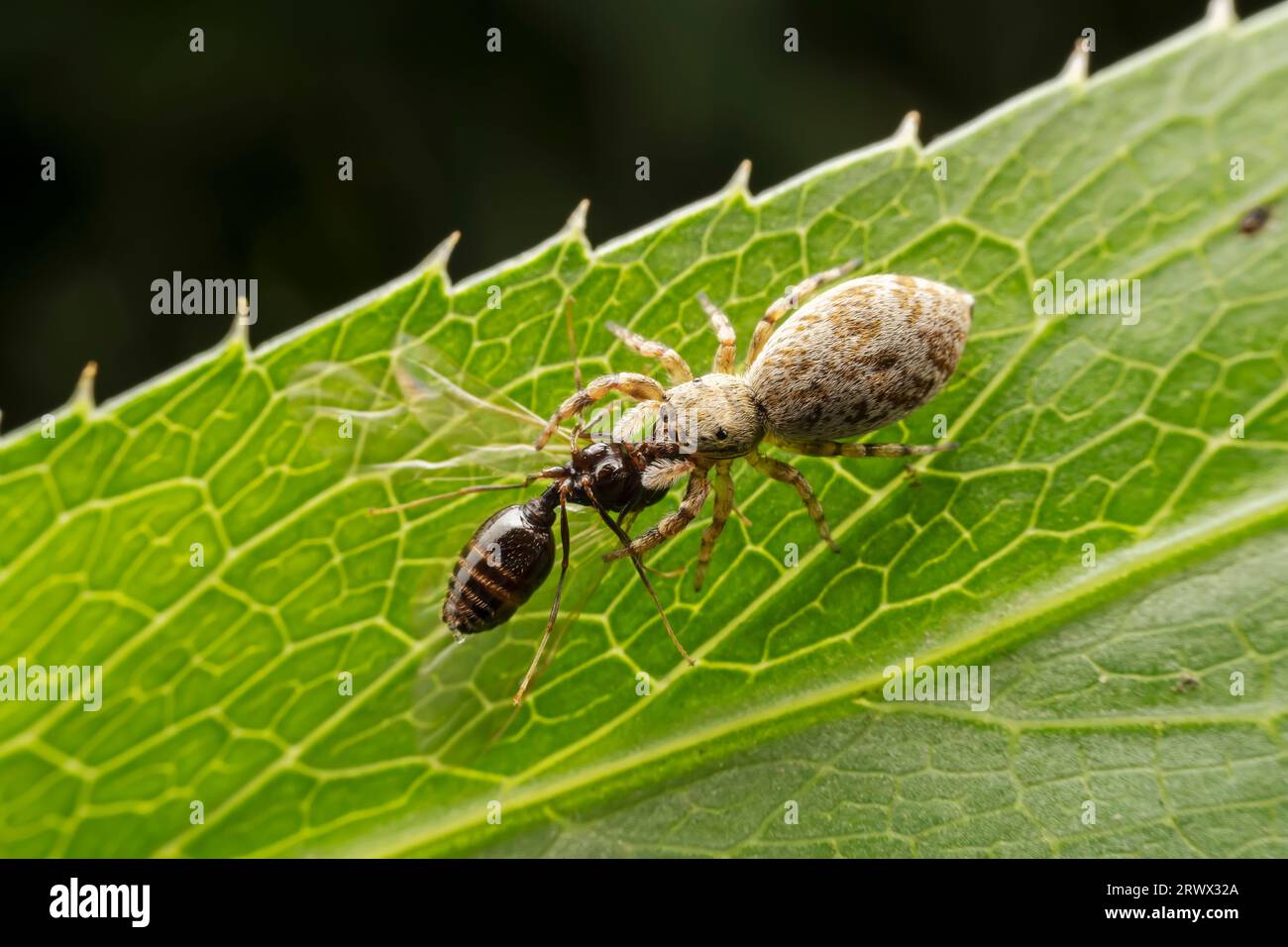 Jumping spiders prey on breed ants Stock Photo - Alamy