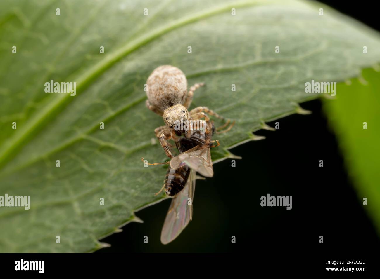 Predation spiders jumping spiders hi-res stock photography and images ...