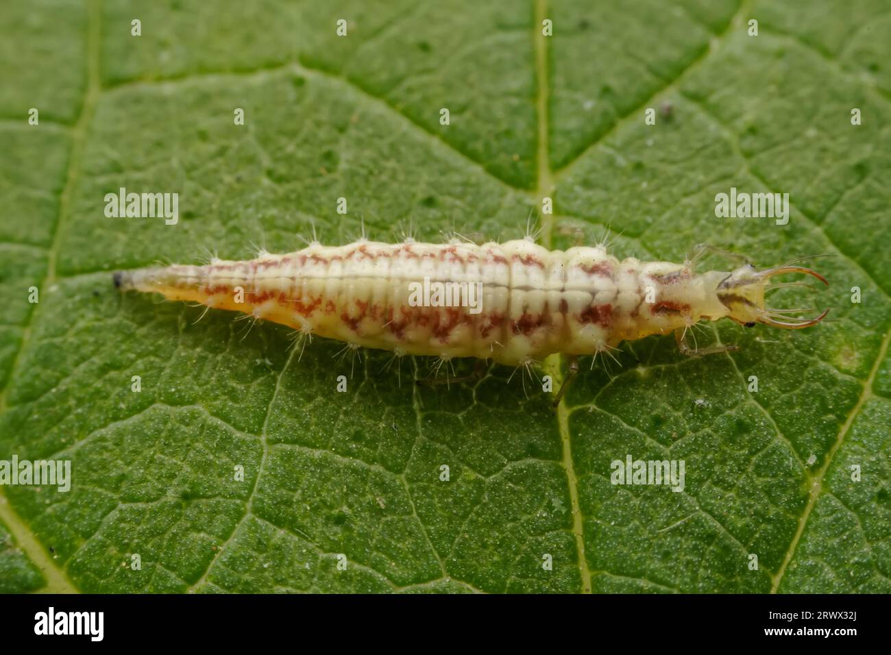 lacewing larvae inhabiting on the leaves of wild plants Stock Photo - Alamy