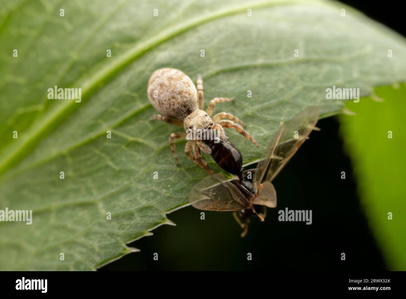 Jumping spiders prey on breed ants Stock Photo - Alamy