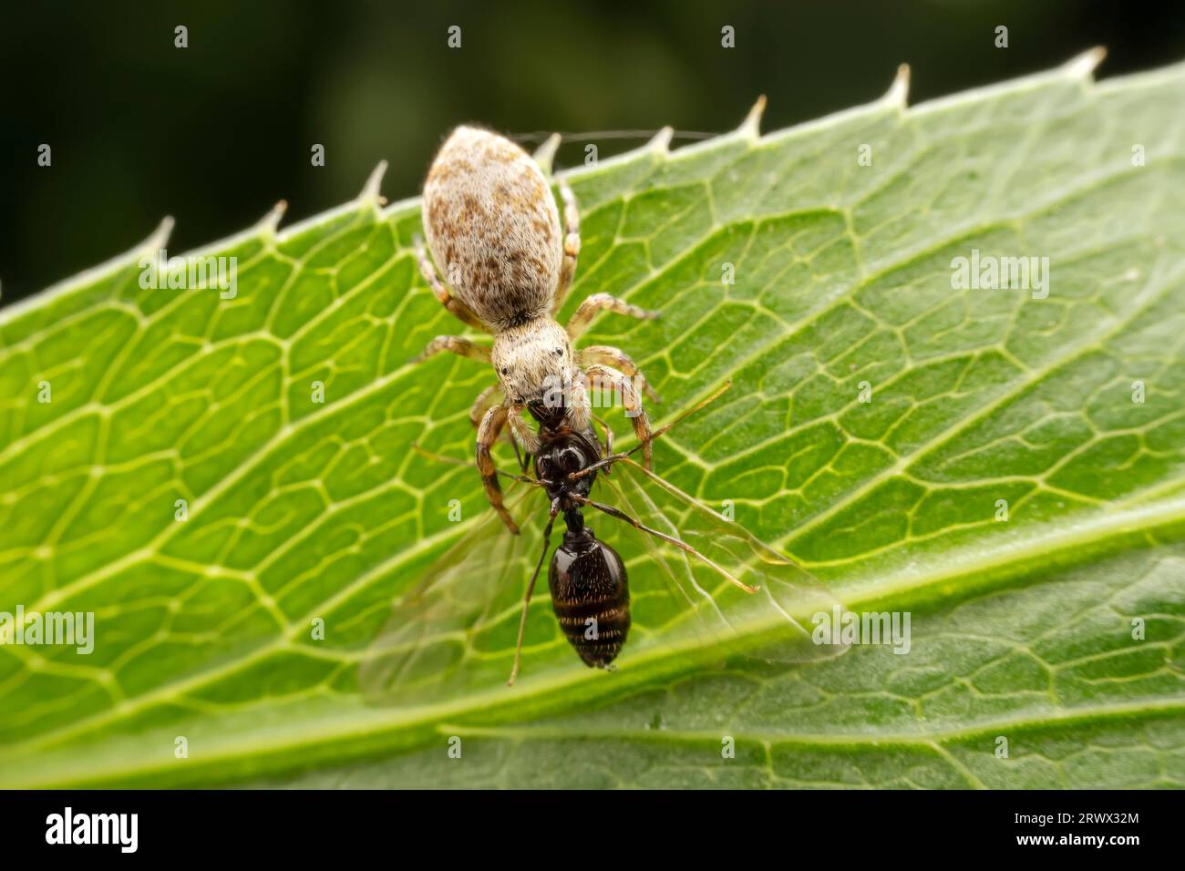 Predation spiders jumping spiders hi-res stock photography and images ...