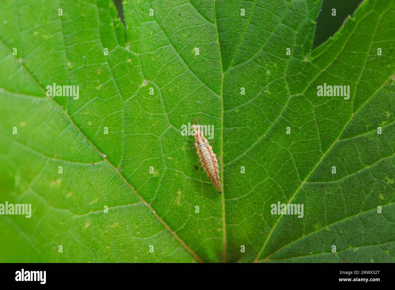 lacewing larvae inhabiting on the leaves of wild plants Stock Photo - Alamy