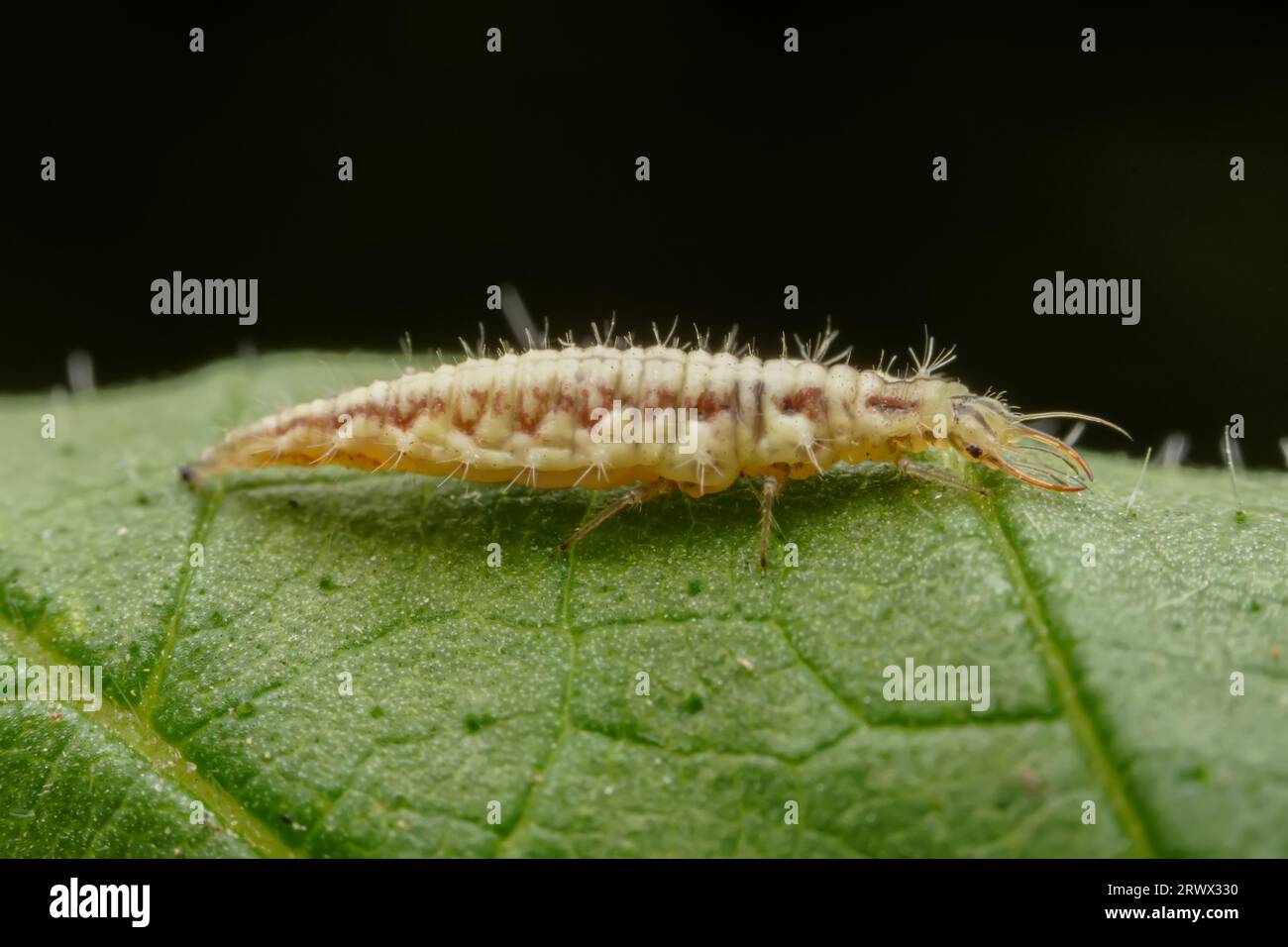 lacewing larvae inhabiting on the leaves of wild plants Stock Photo - Alamy