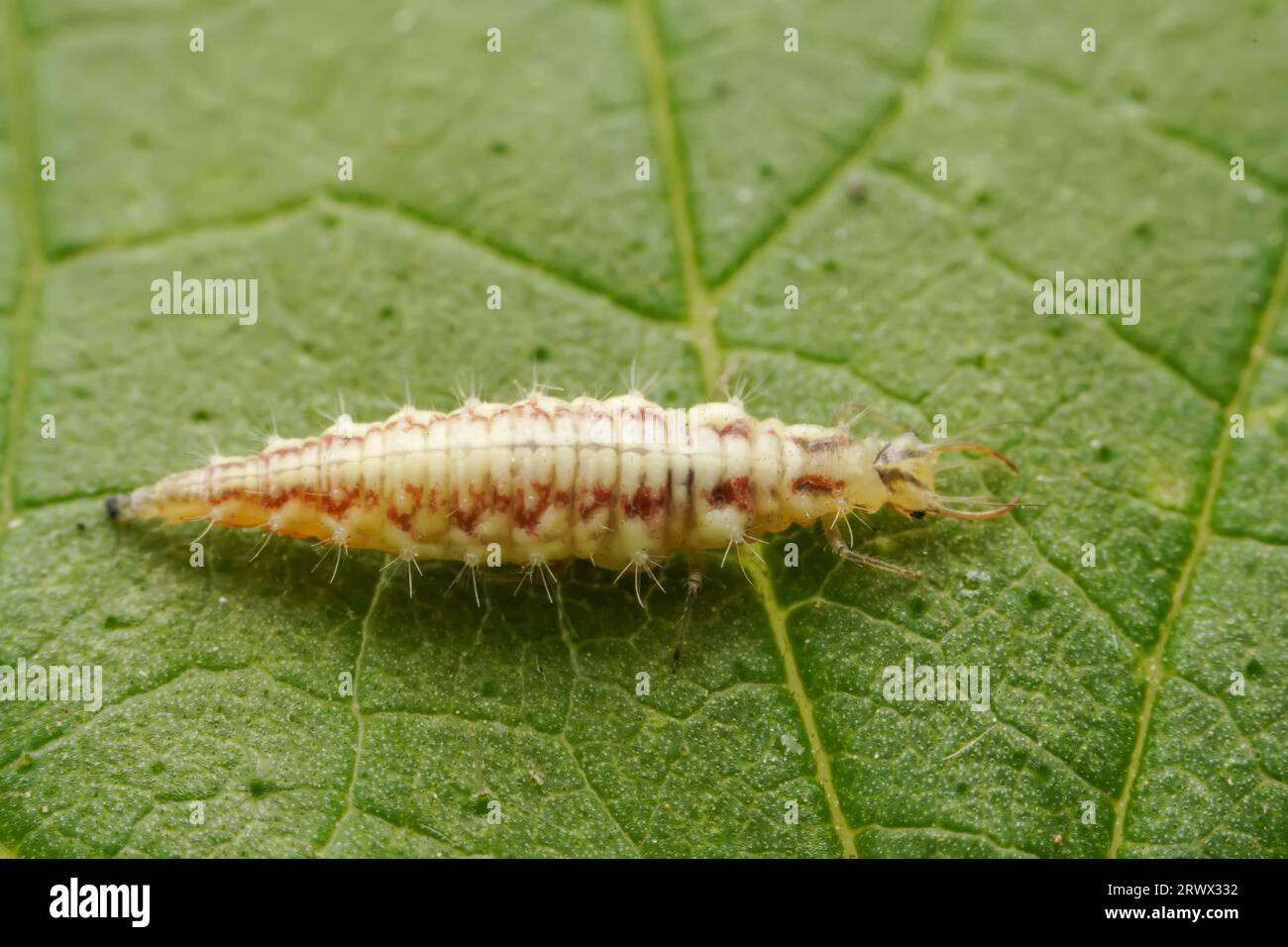 lacewing larvae inhabiting on the leaves of wild plants Stock Photo - Alamy