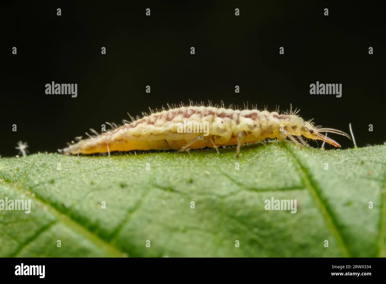 lacewing larvae inhabiting on the leaves of wild plants Stock Photo - Alamy