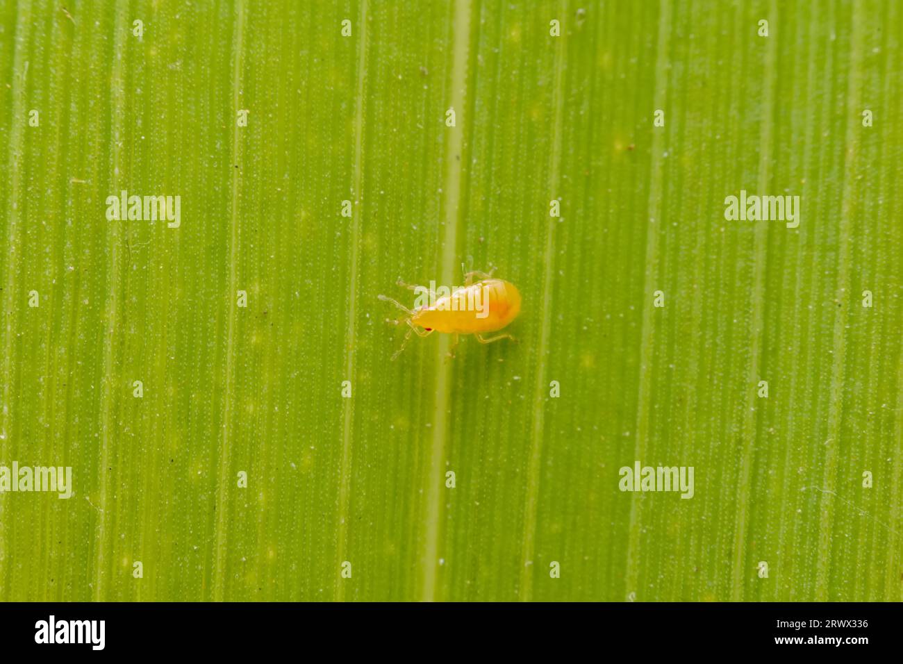 Habitat for tiny insects hi-res stock photography and images - Alamy