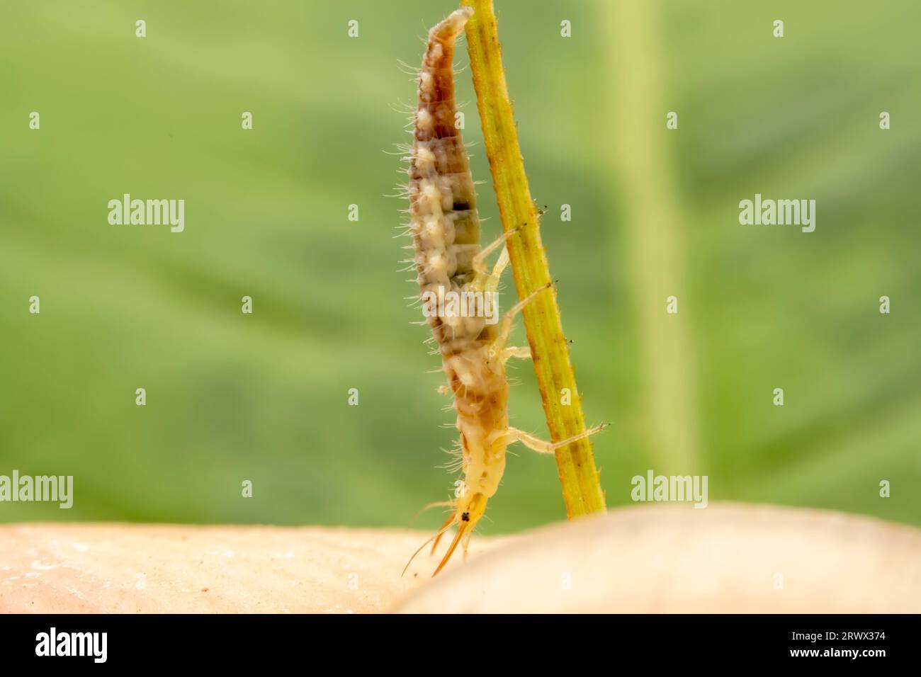 lacewing larvae inhabiting on the leaves of wild plants Stock Photo - Alamy