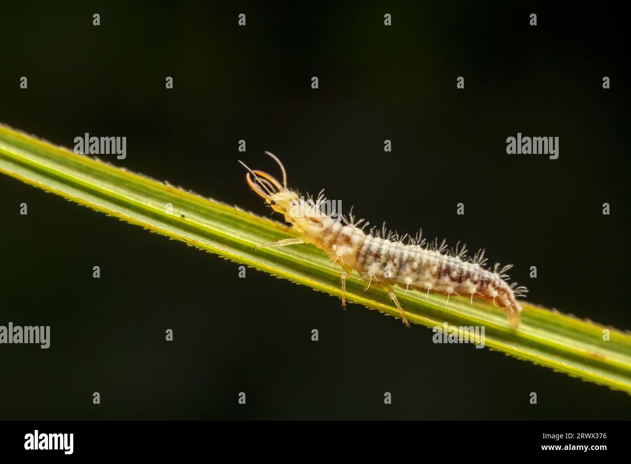 lacewing larvae inhabiting on the leaves of wild plants Stock Photo - Alamy