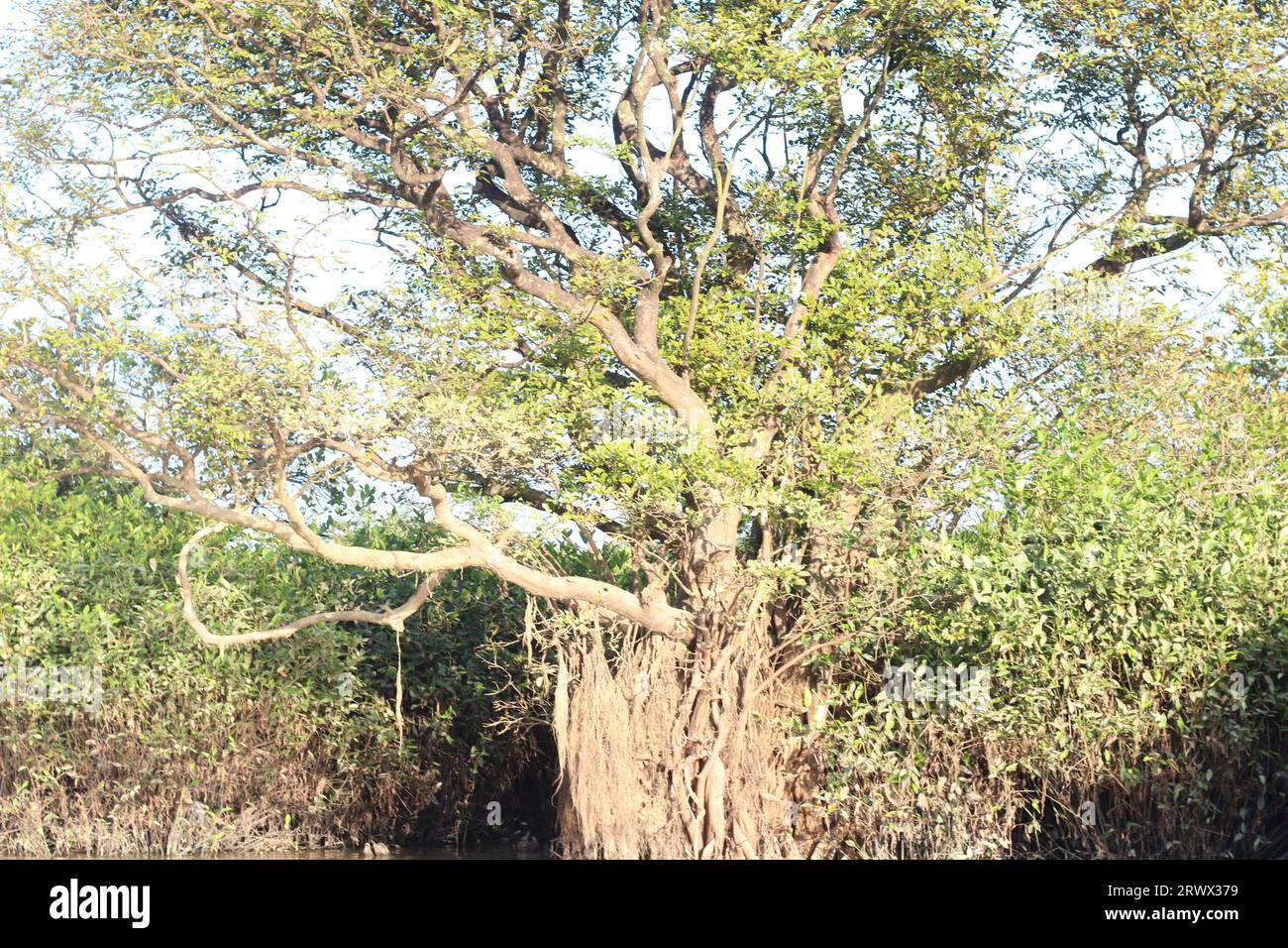 Mangrove forests hi-res stock photography and images - Alamy