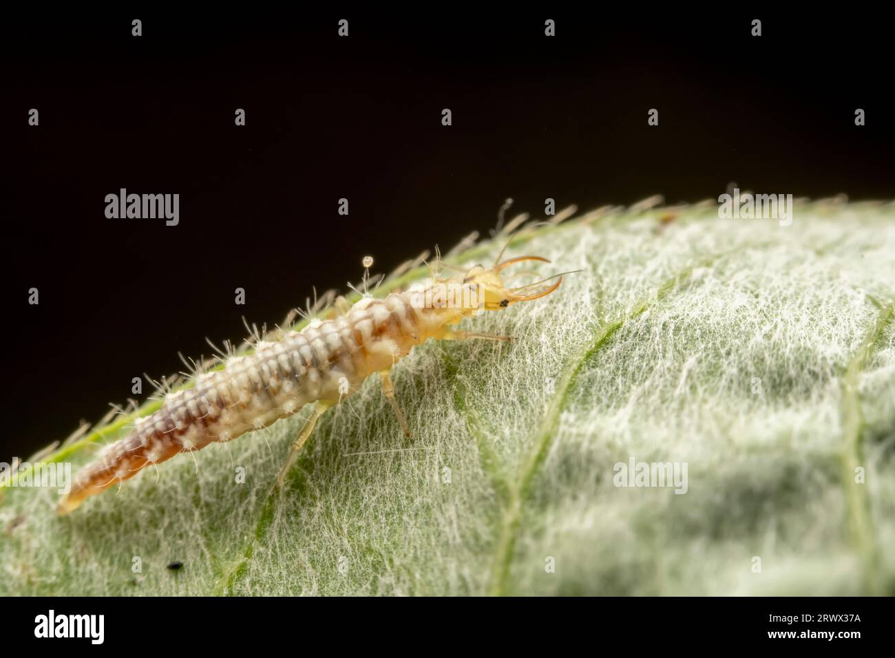 lacewing larvae inhabiting on the leaves of wild plants Stock Photo - Alamy