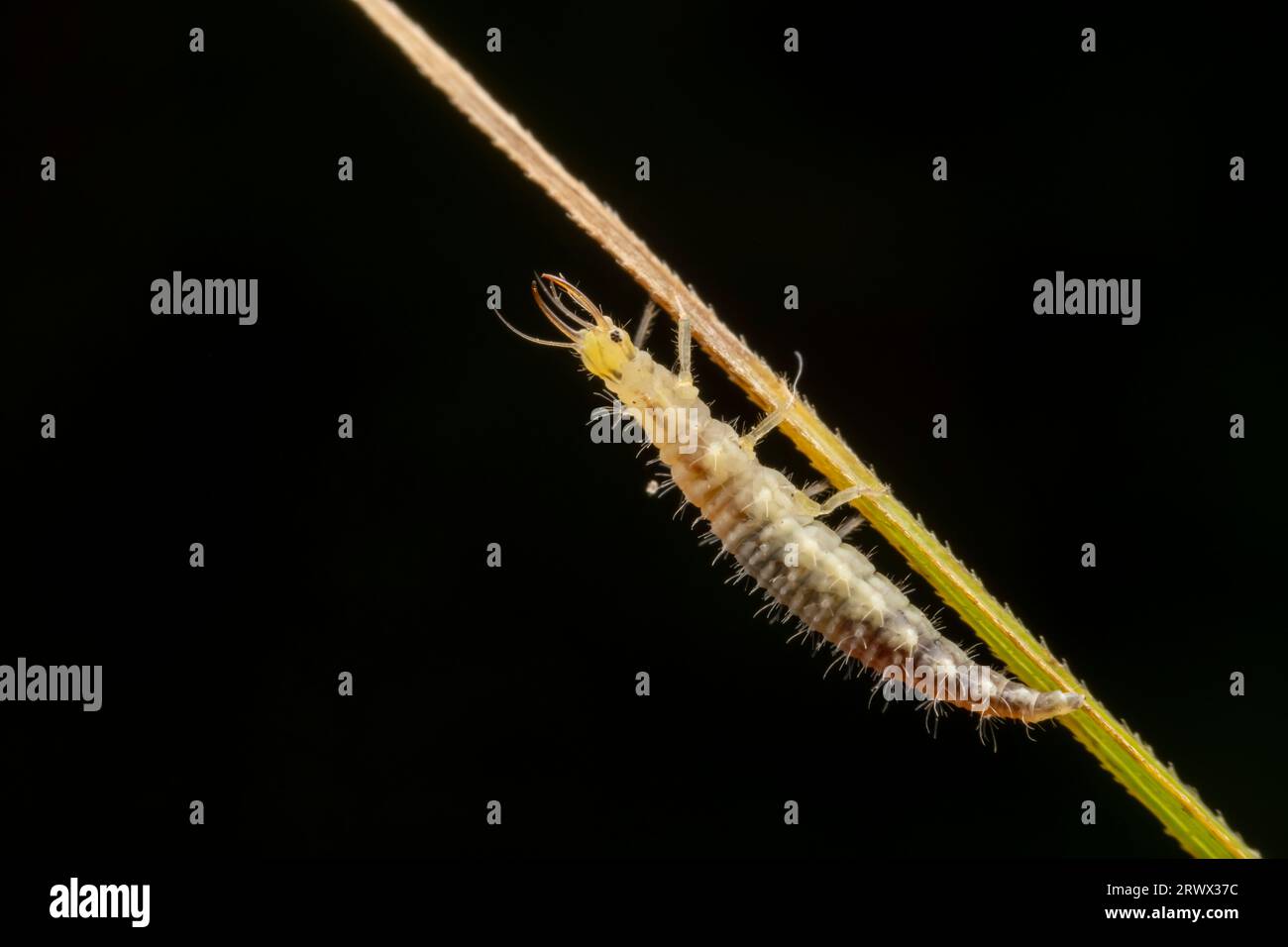 lacewing larvae inhabiting on the leaves of wild plants Stock Photo - Alamy