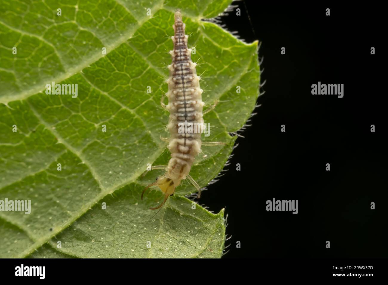 lacewing larvae inhabiting on the leaves of wild plants Stock Photo - Alamy