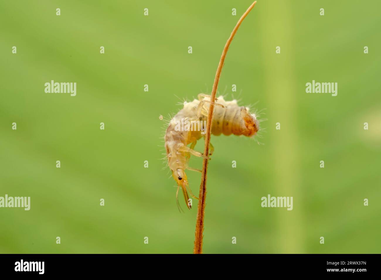 lacewing larvae inhabiting on the leaves of wild plants Stock Photo - Alamy