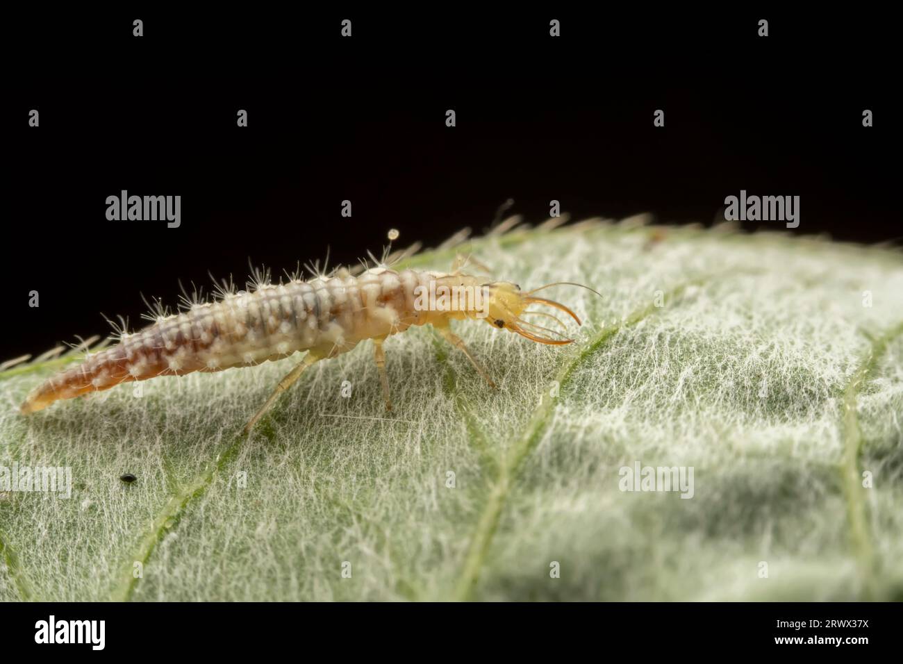 lacewing larvae inhabiting on the leaves of wild plants Stock Photo - Alamy