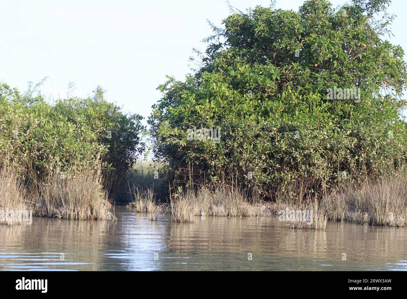 Sunlight mangrove hi-res stock photography and images - Alamy