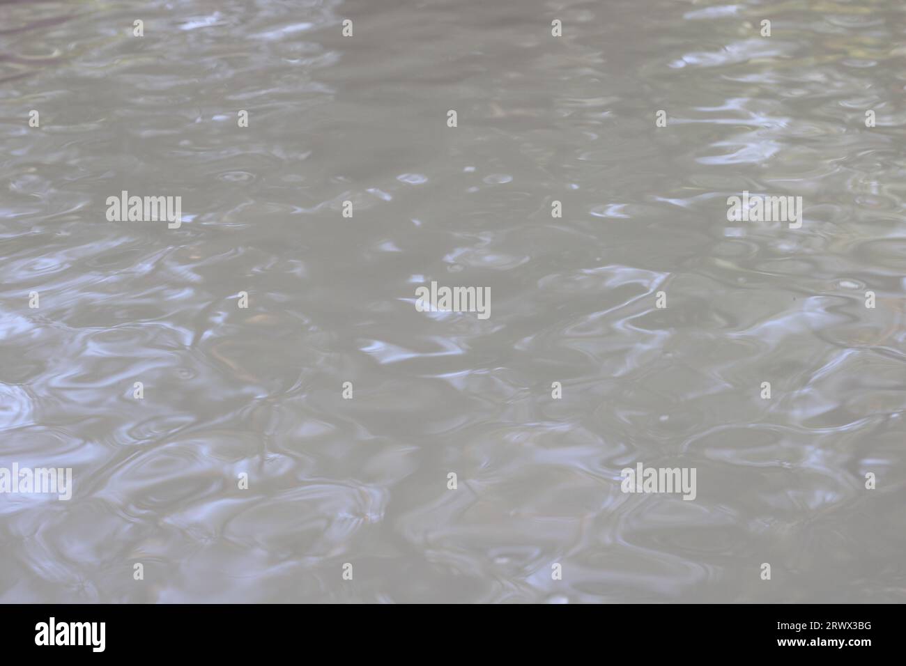 Mangrove forest water background Stock Photo - Alamy