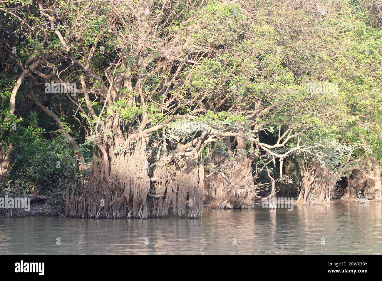 Mangrove swamp photos Stock Photo - Alamy