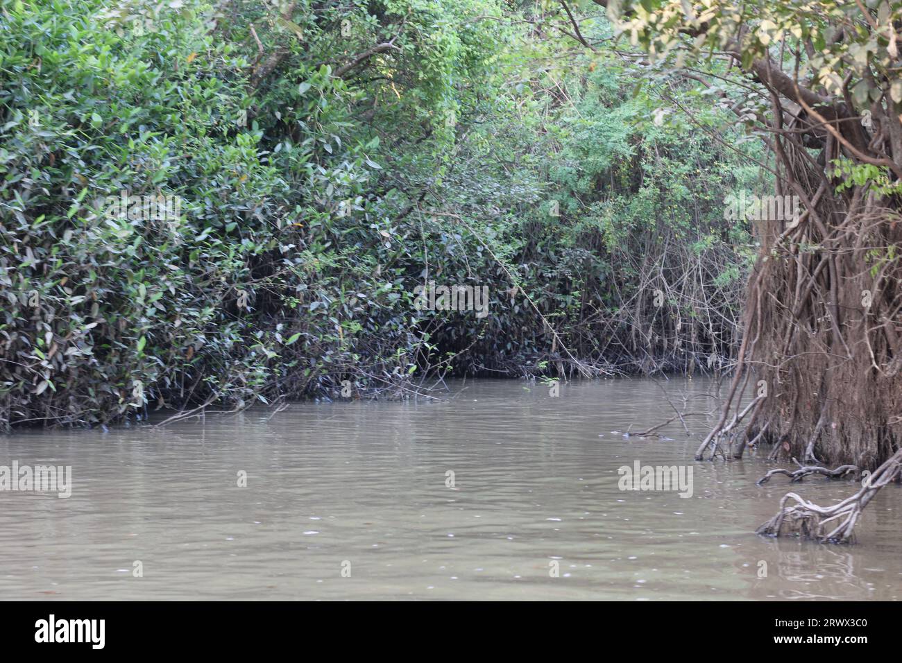 Mangrove tree and water photo Stock Photo - Alamy