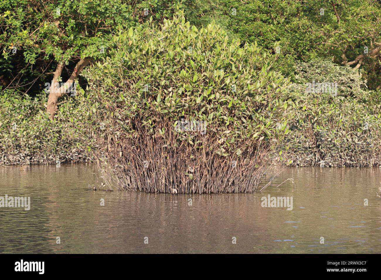 Mangrove plant tree hi-res stock photography and images - Alamy