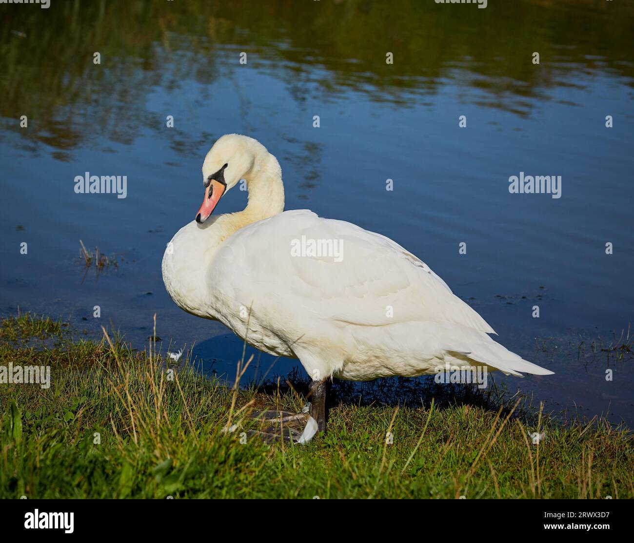 Big grassy lake hi-res stock photography and images - Alamy