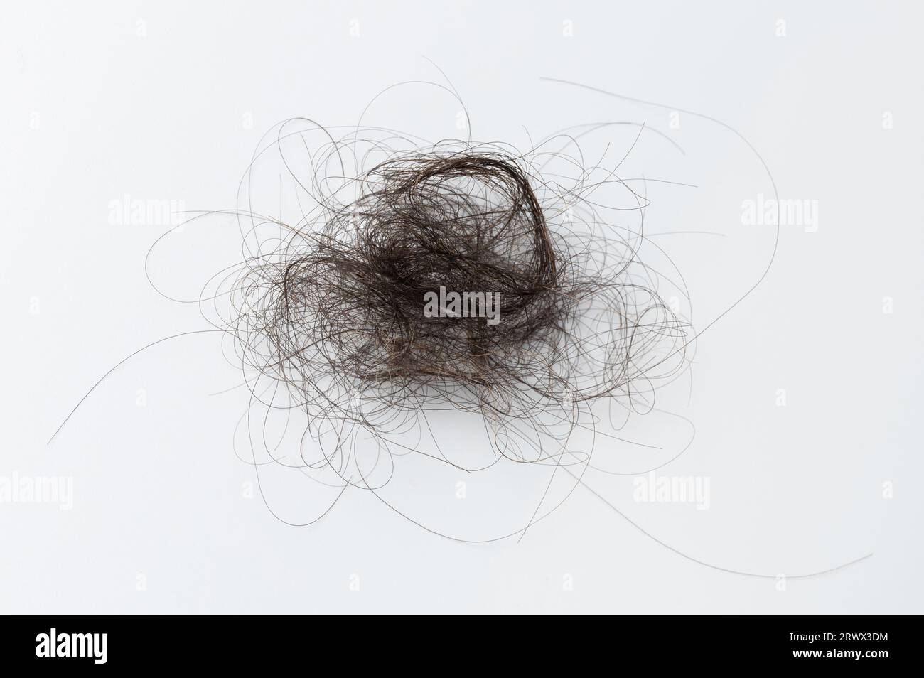 Black hair tuft of woman isolated on white studio background Stock ...