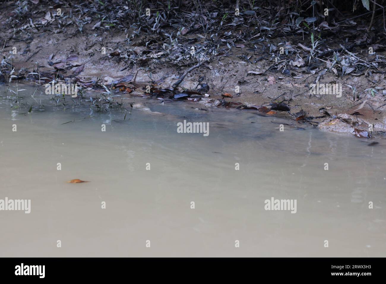 Natural views of Mangrove forest water Stock Photo - Alamy