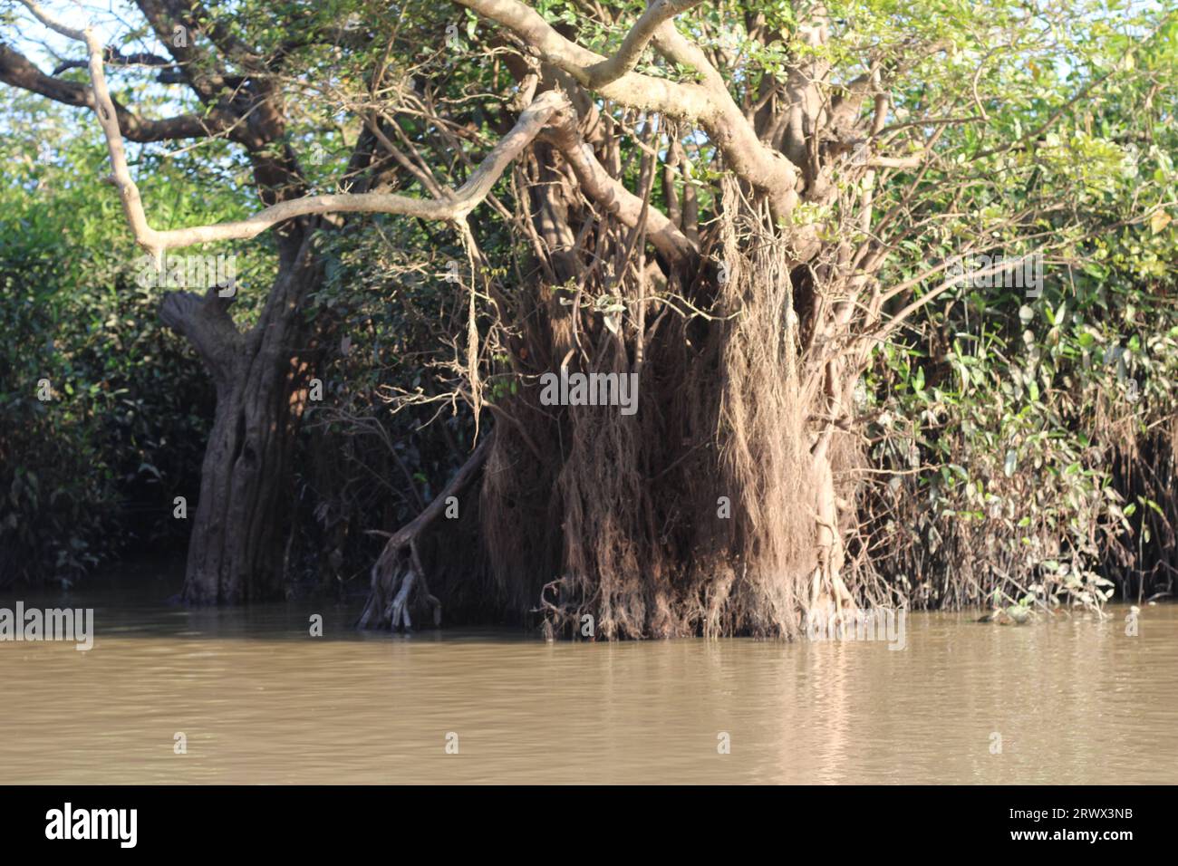 Mangrove tree picture hi-res stock photography and images - Alamy