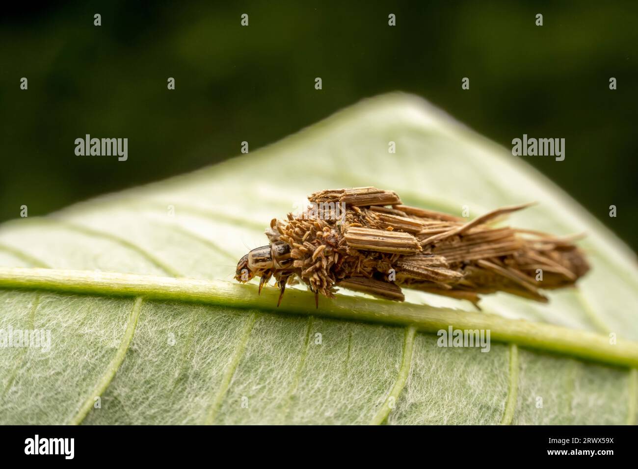 psychid inhabits the leaves of wild plants Stock Photo - Alamy