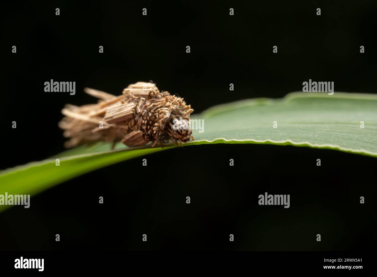 psychid inhabits the leaves of wild plants Stock Photo - Alamy