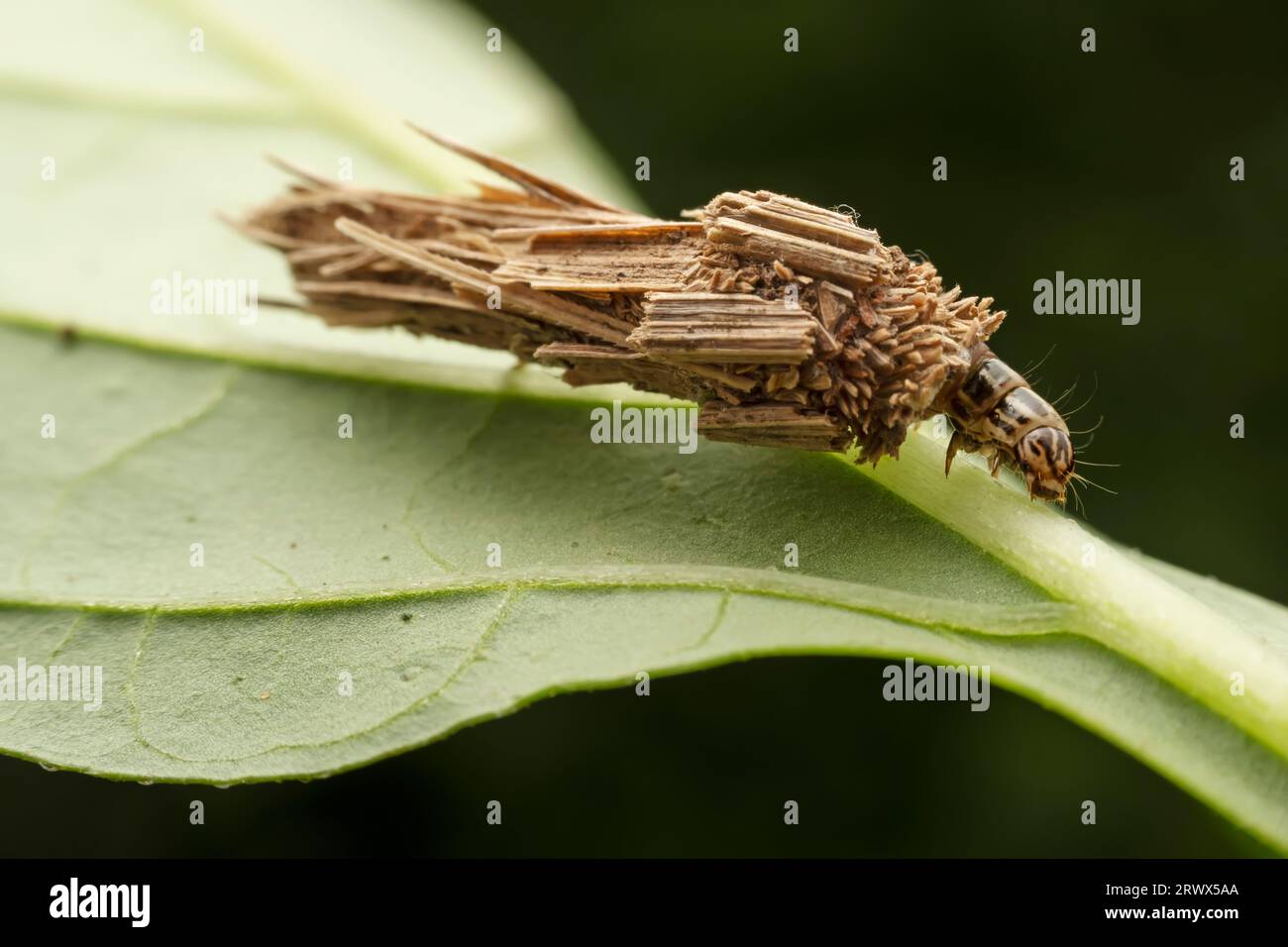 psychid inhabits the leaves of wild plants Stock Photo - Alamy