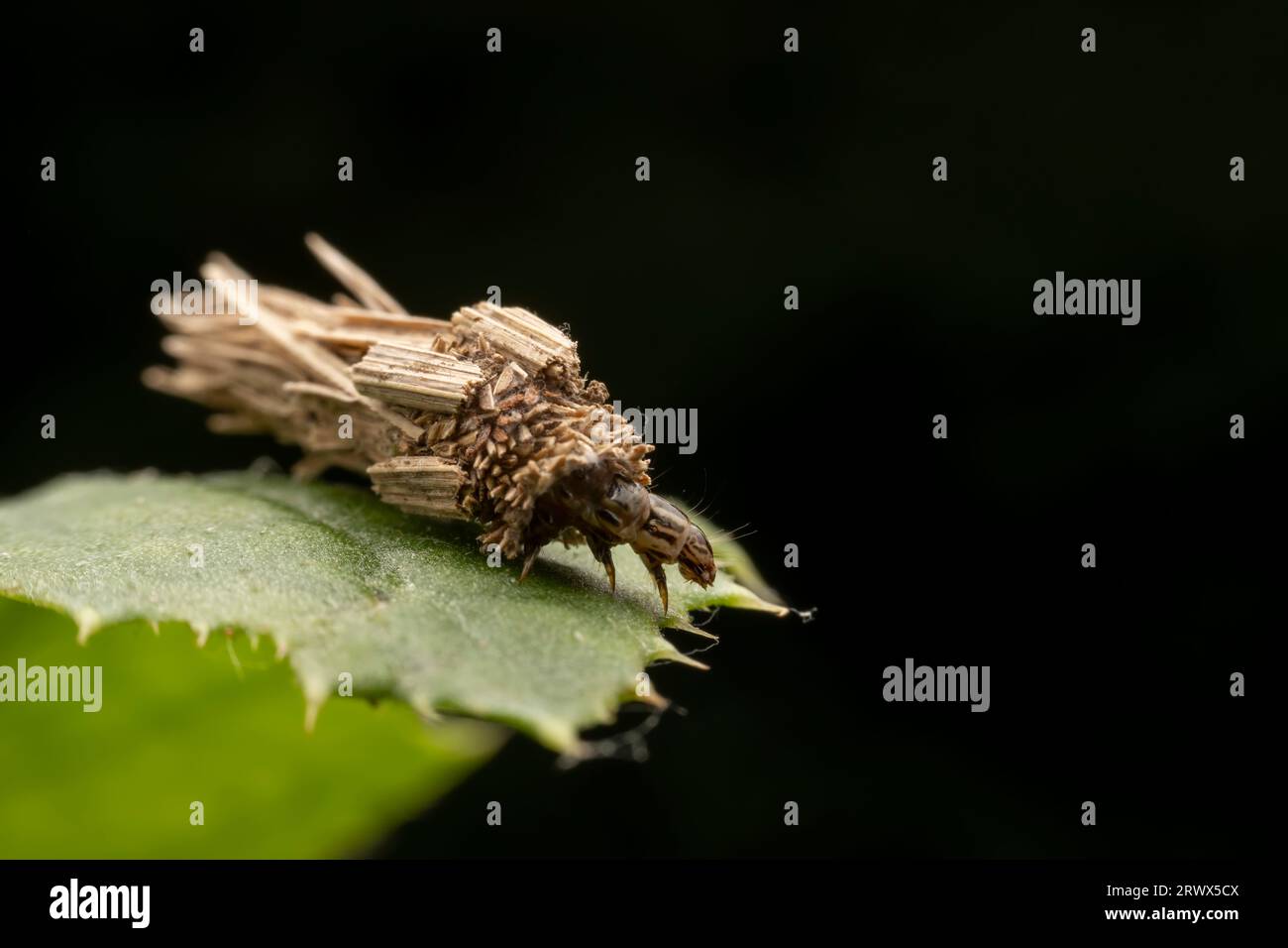 psychid inhabits the leaves of wild plants Stock Photo - Alamy