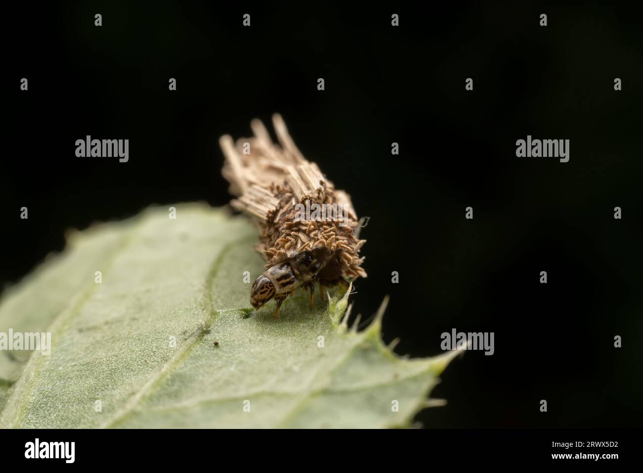 psychid inhabits the leaves of wild plants Stock Photo - Alamy