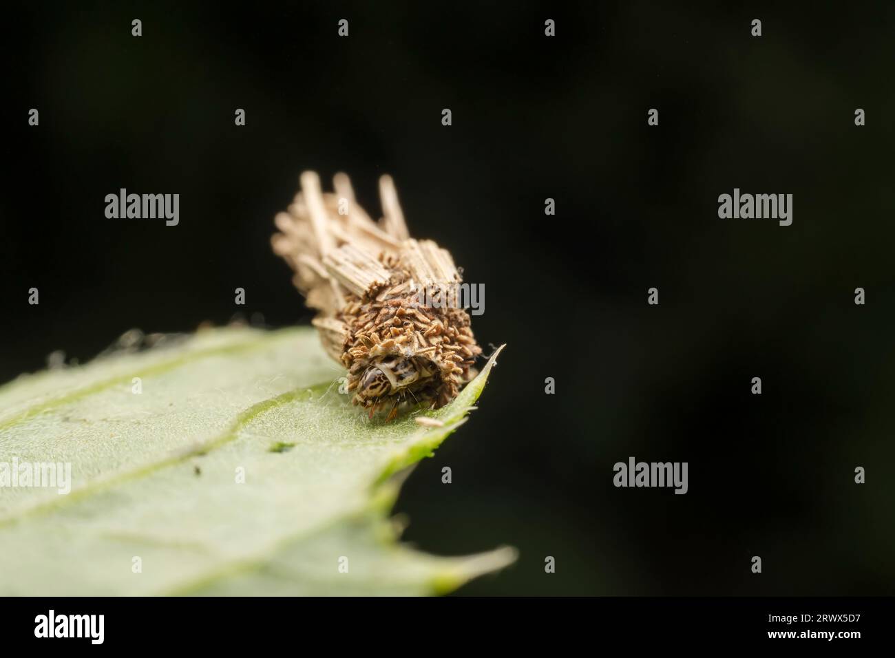 psychid inhabits the leaves of wild plants Stock Photo - Alamy