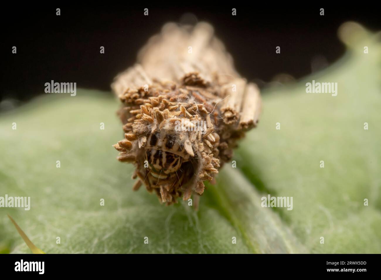psychid inhabits the leaves of wild plants Stock Photo - Alamy