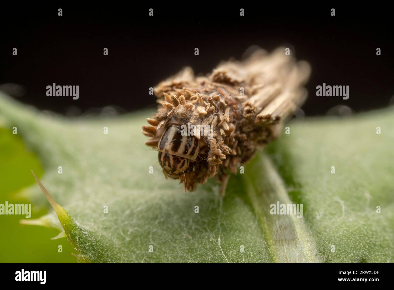 psychid inhabits the leaves of wild plants Stock Photo - Alamy