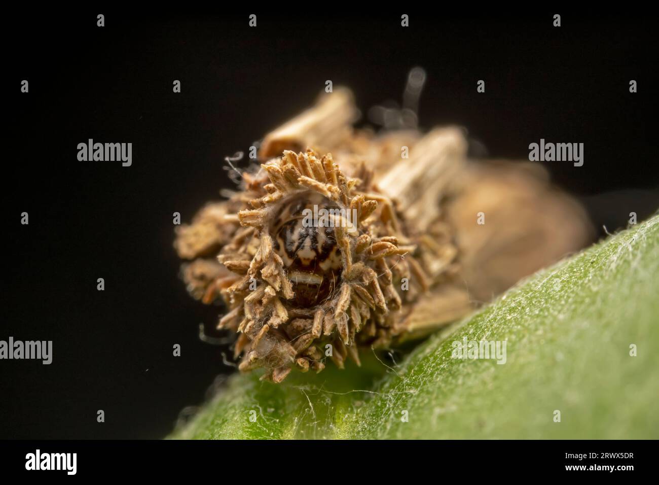 psychid inhabits the leaves of wild plants Stock Photo - Alamy