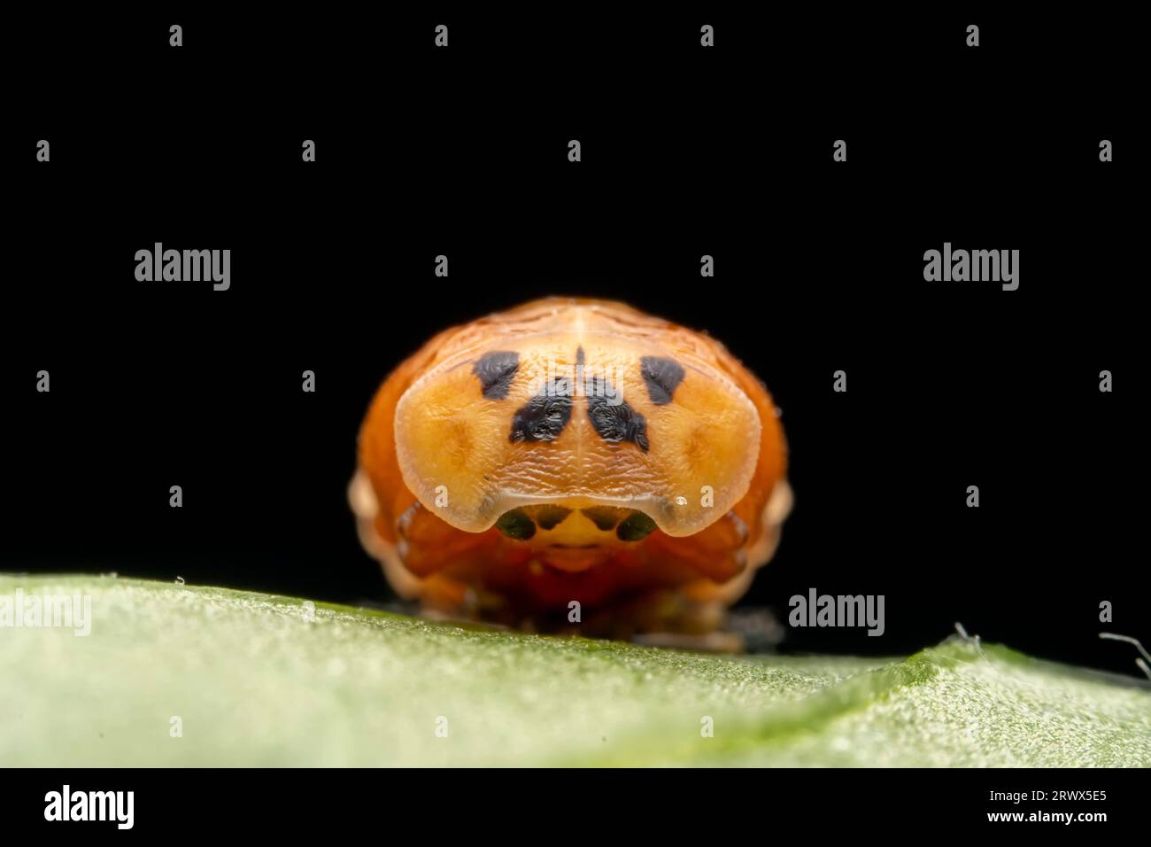 Ladybug pupae on wild plant leaves Stock Photo - Alamy