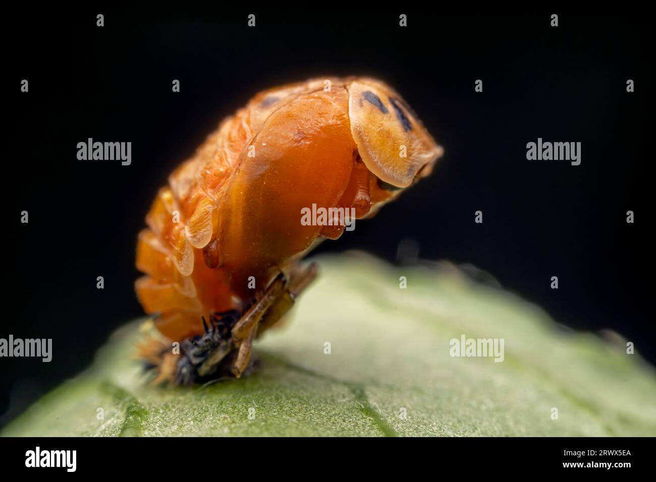 Ladybug pupae on wild plant leaves Stock Photo - Alamy
