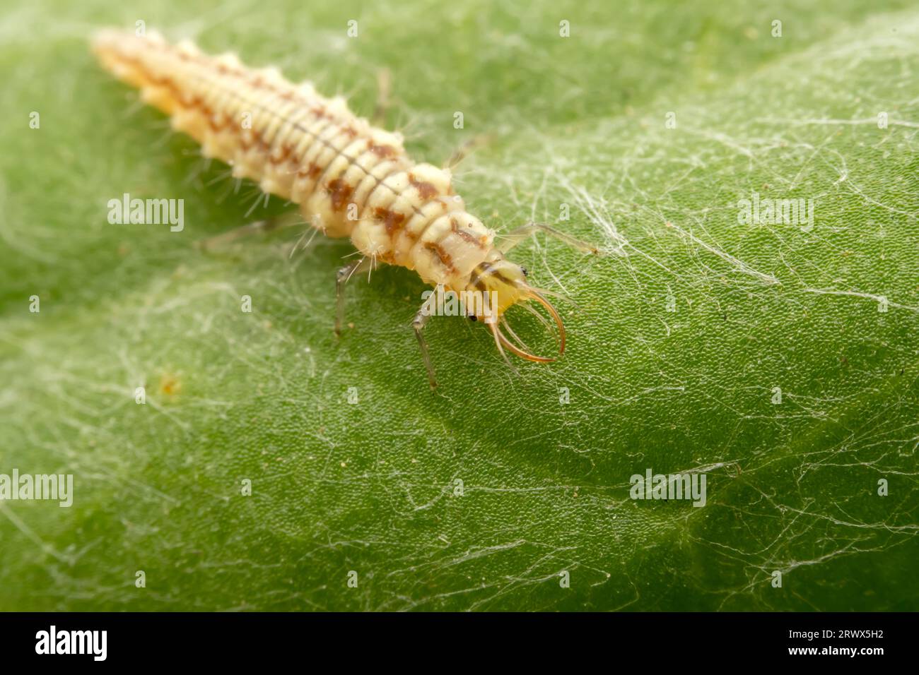 lacewing larvae inhabiting on the leaves of wild plants Stock Photo - Alamy
