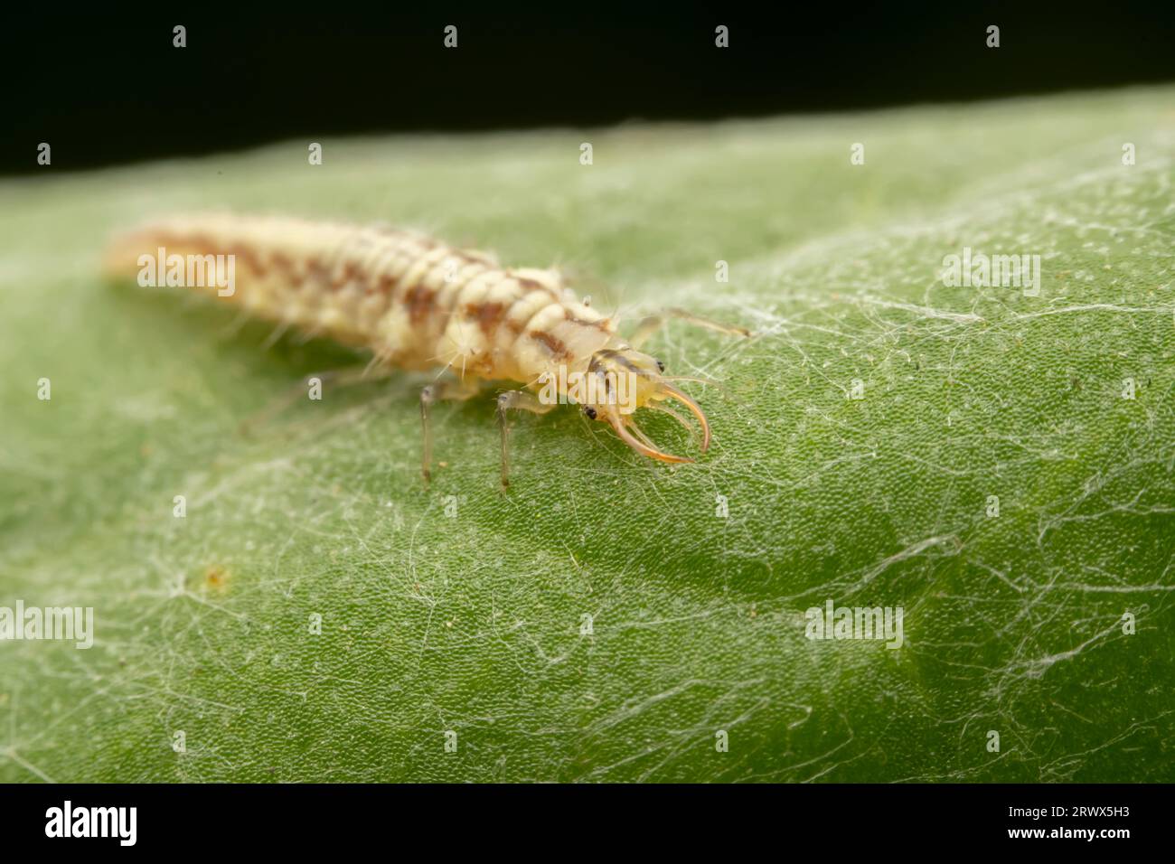lacewing larvae inhabiting on the leaves of wild plants Stock Photo - Alamy