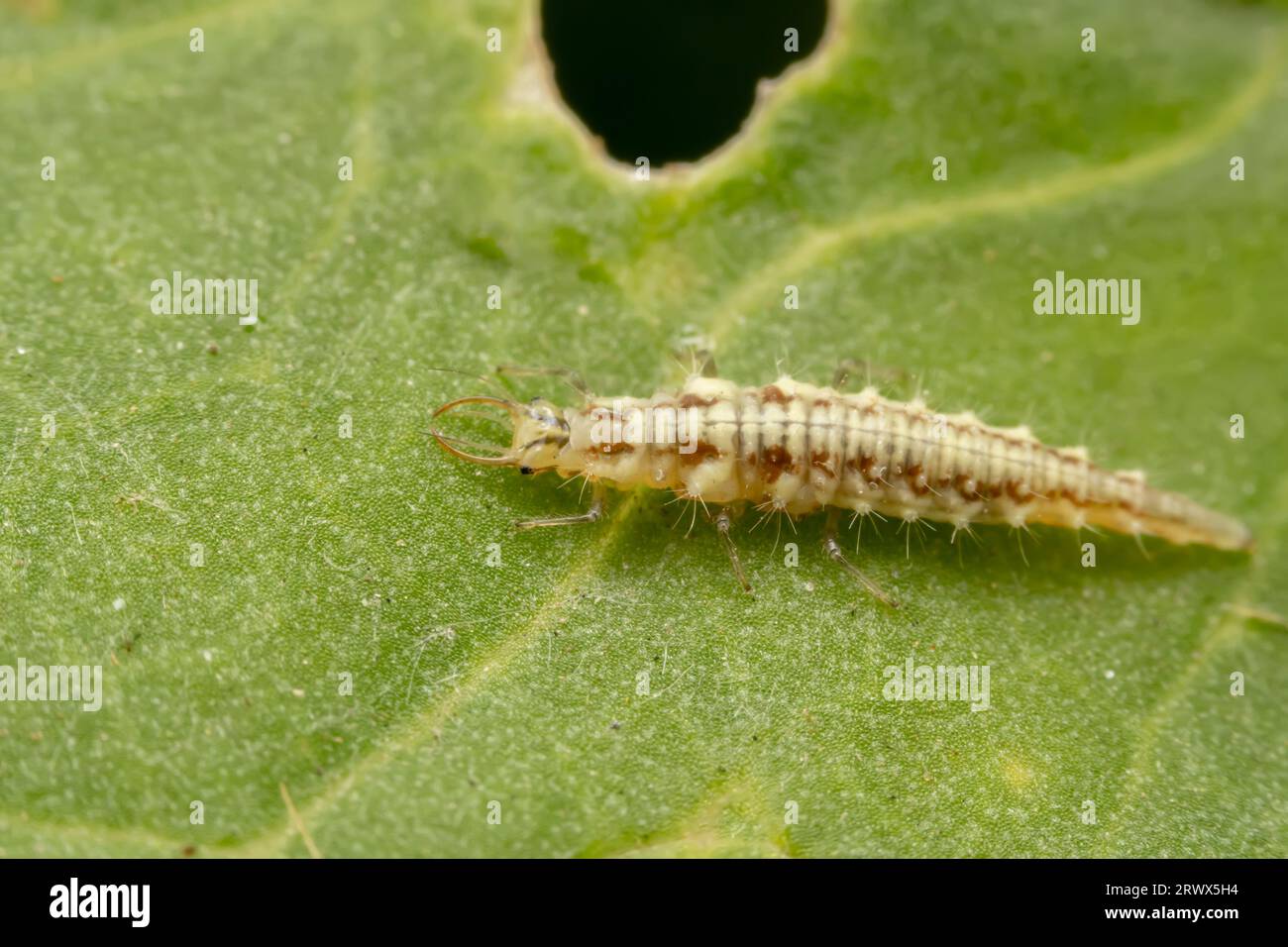 lacewing larvae inhabiting on the leaves of wild plants Stock Photo - Alamy