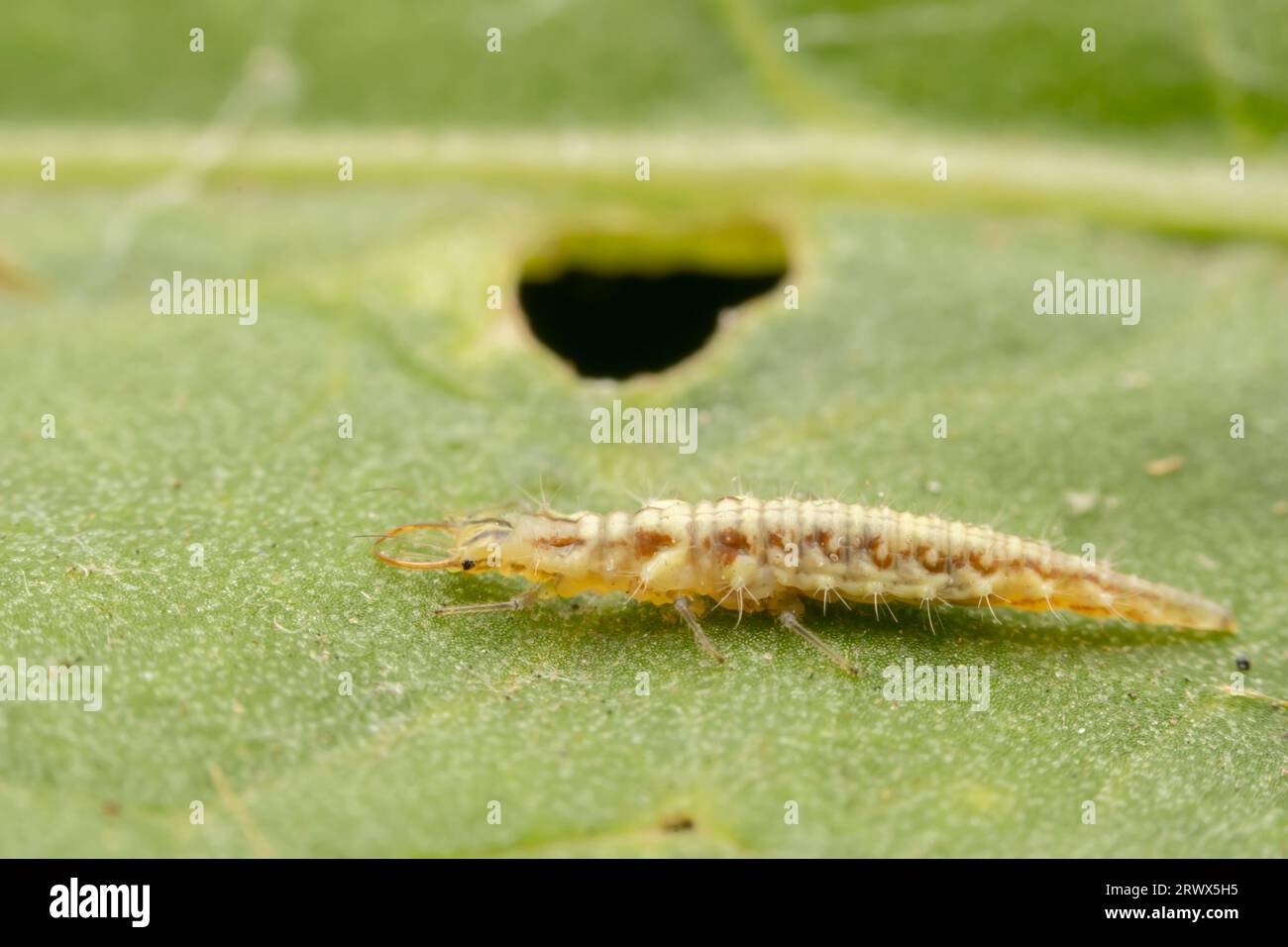 lacewing larvae inhabiting on the leaves of wild plants Stock Photo - Alamy