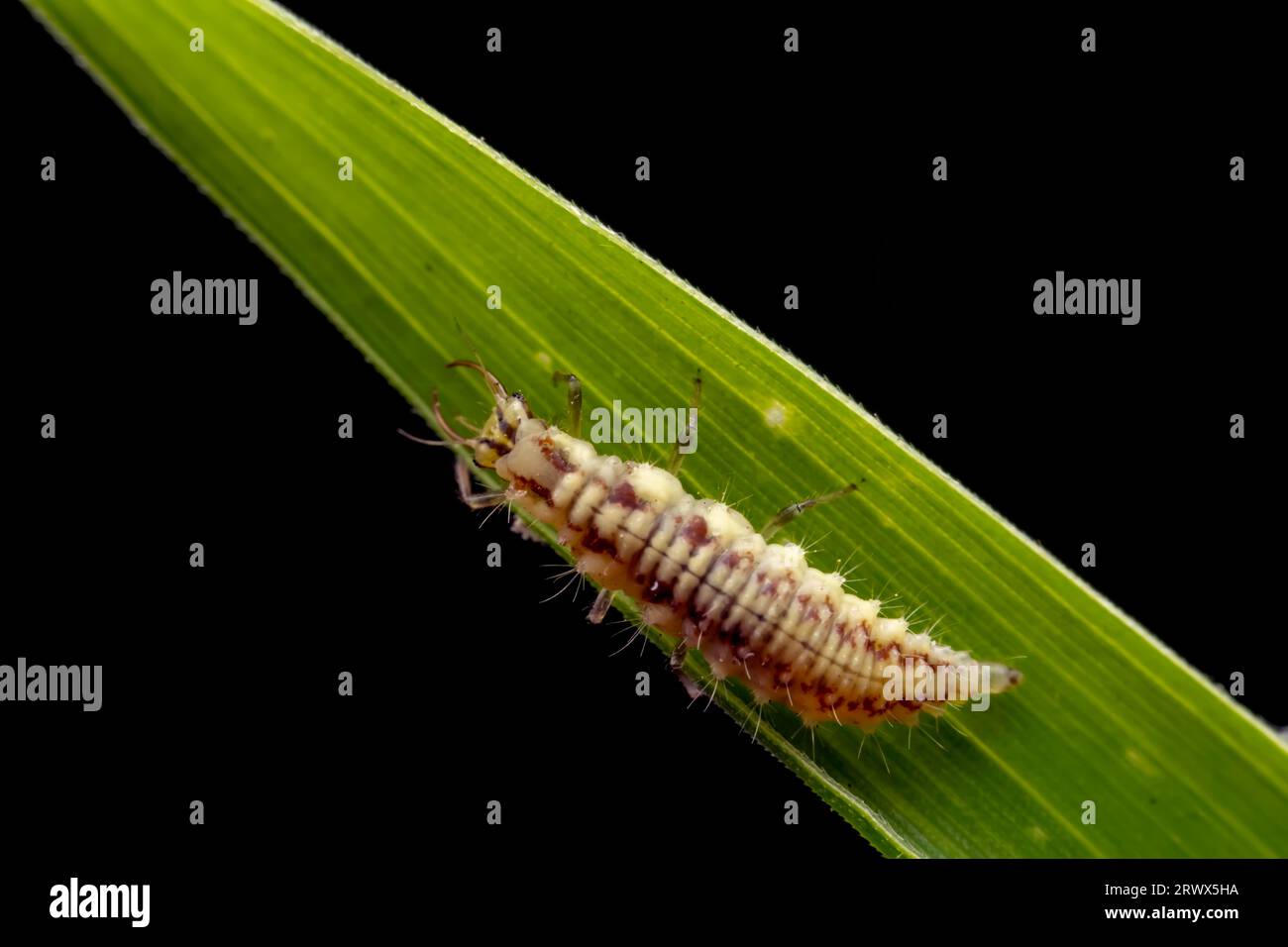 lacewing larvae inhabiting on the leaves of wild plants Stock Photo - Alamy