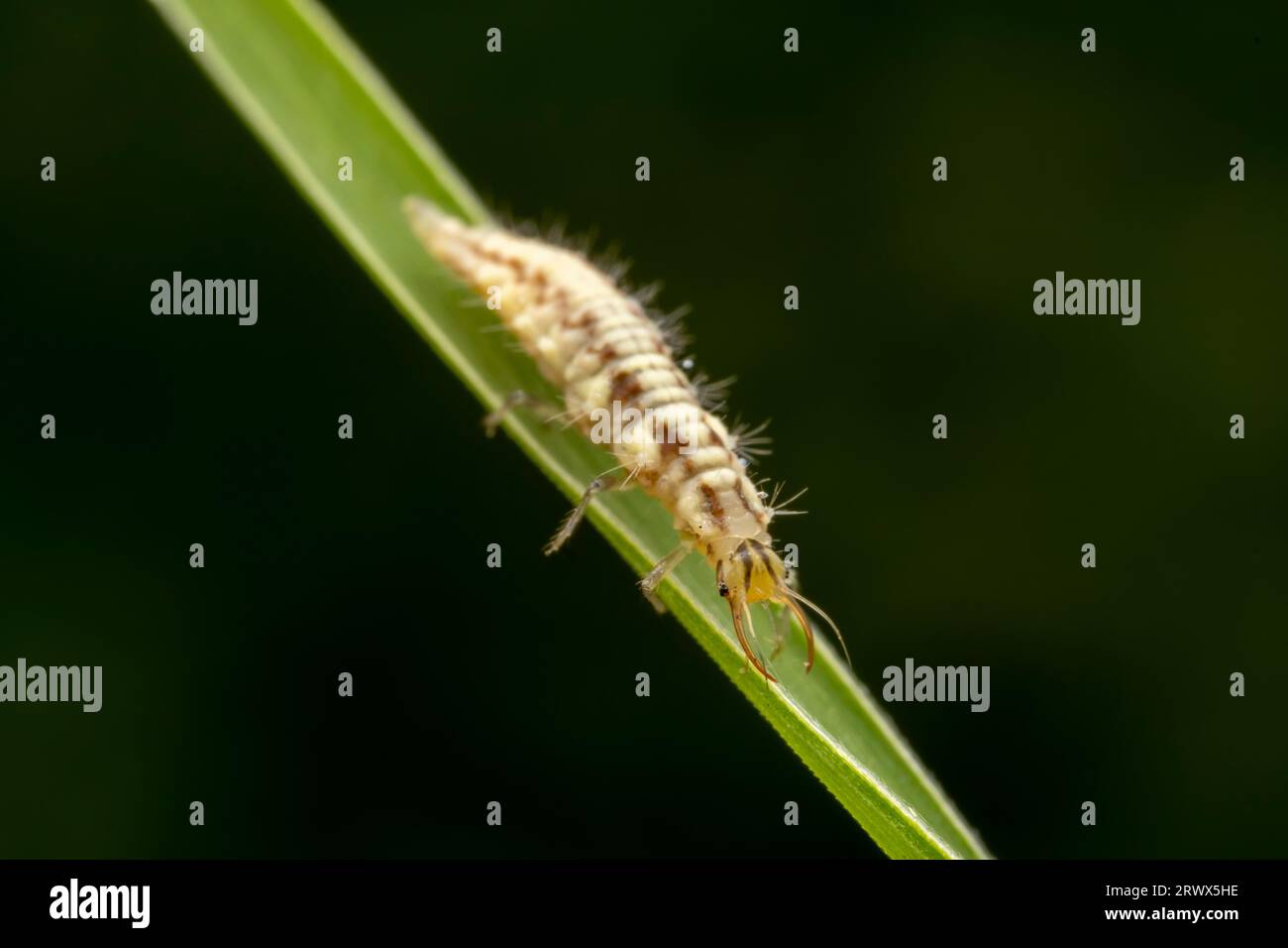 lacewing larvae inhabiting on the leaves of wild plants Stock Photo - Alamy