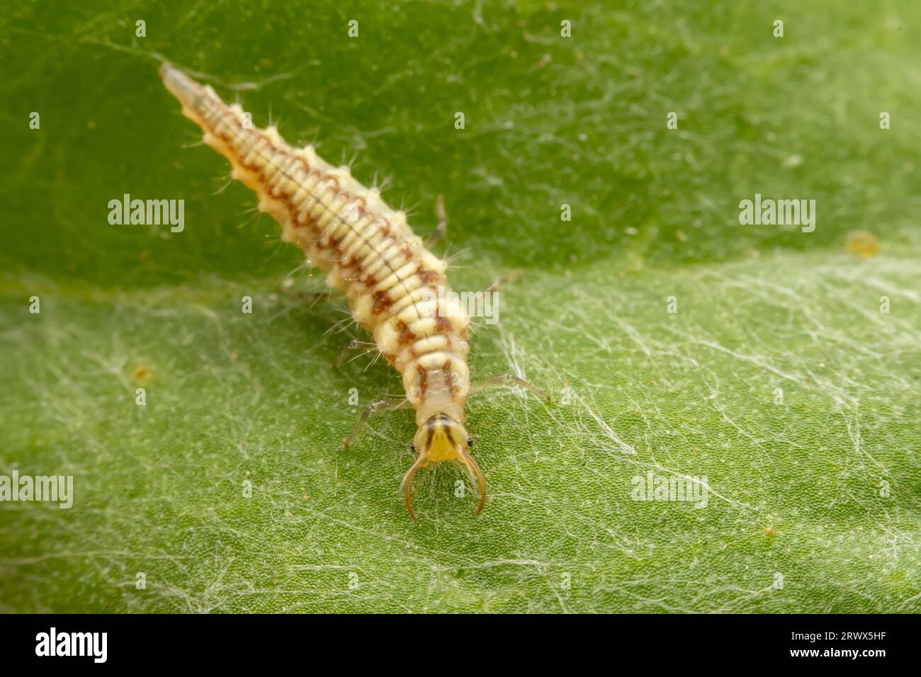 lacewing larvae inhabiting on the leaves of wild plants Stock Photo - Alamy