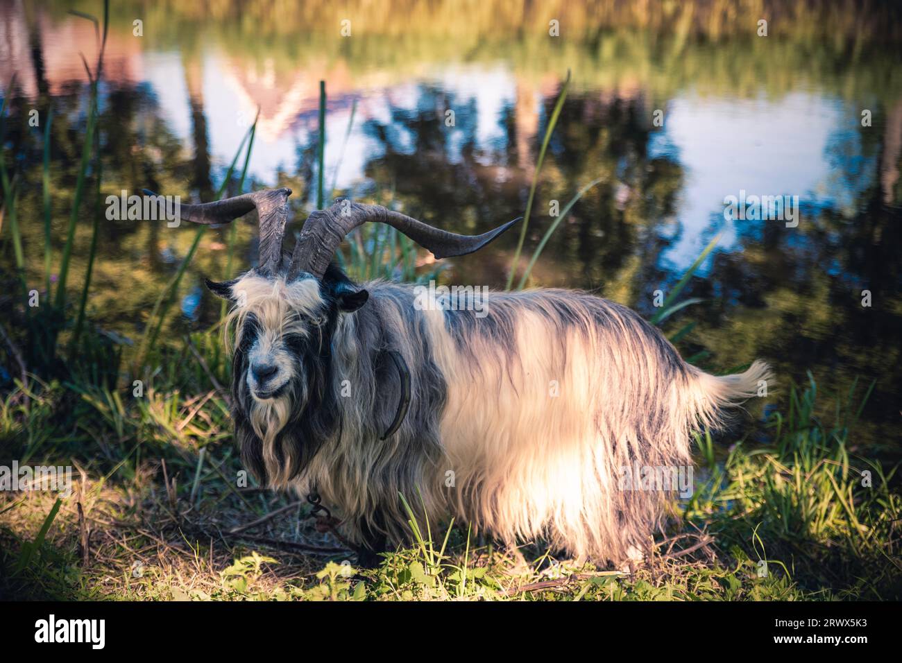 Dutch land goat hi-res stock photography and images - Alamy