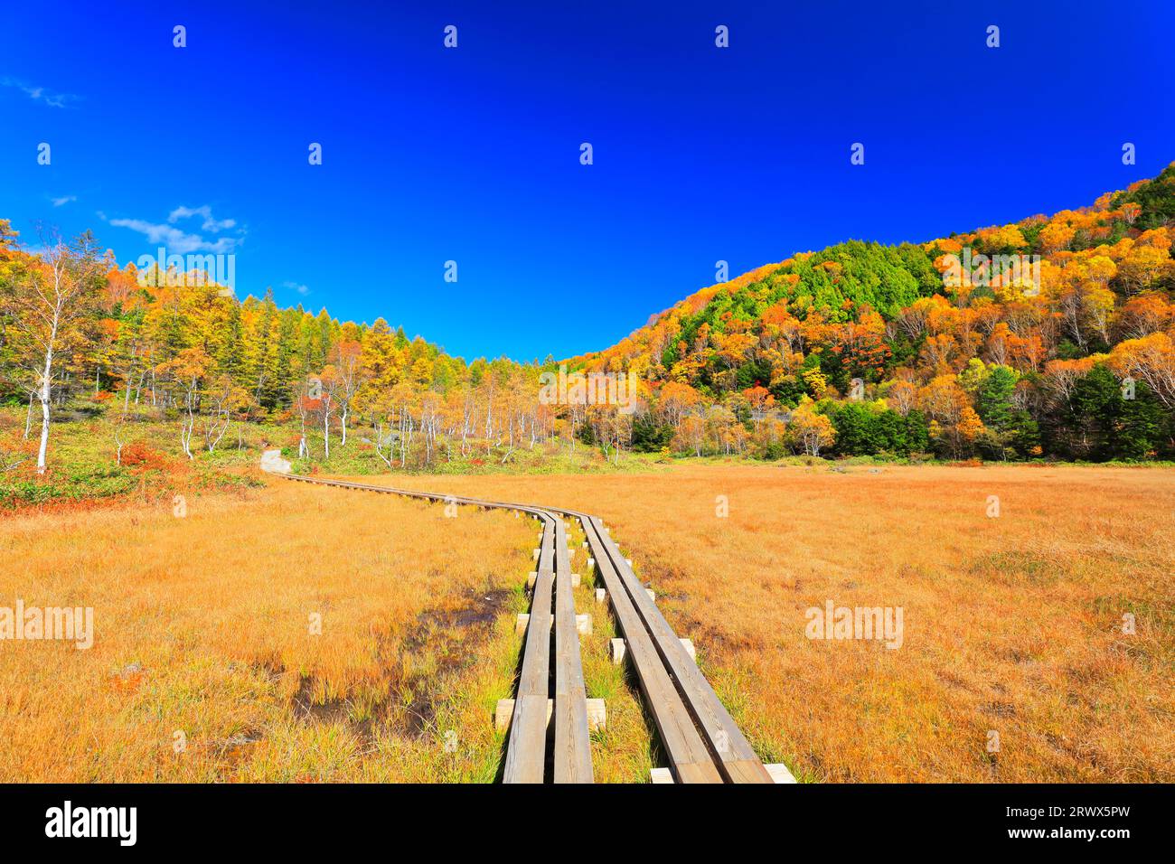 Autumn leaves and Tanohara Marsh in Shiga Highlands Stock Photo - Alamy