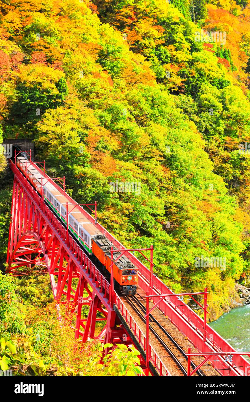Kurobe Gorge of autumn leaves The clear stream of the Kurobe River and ...