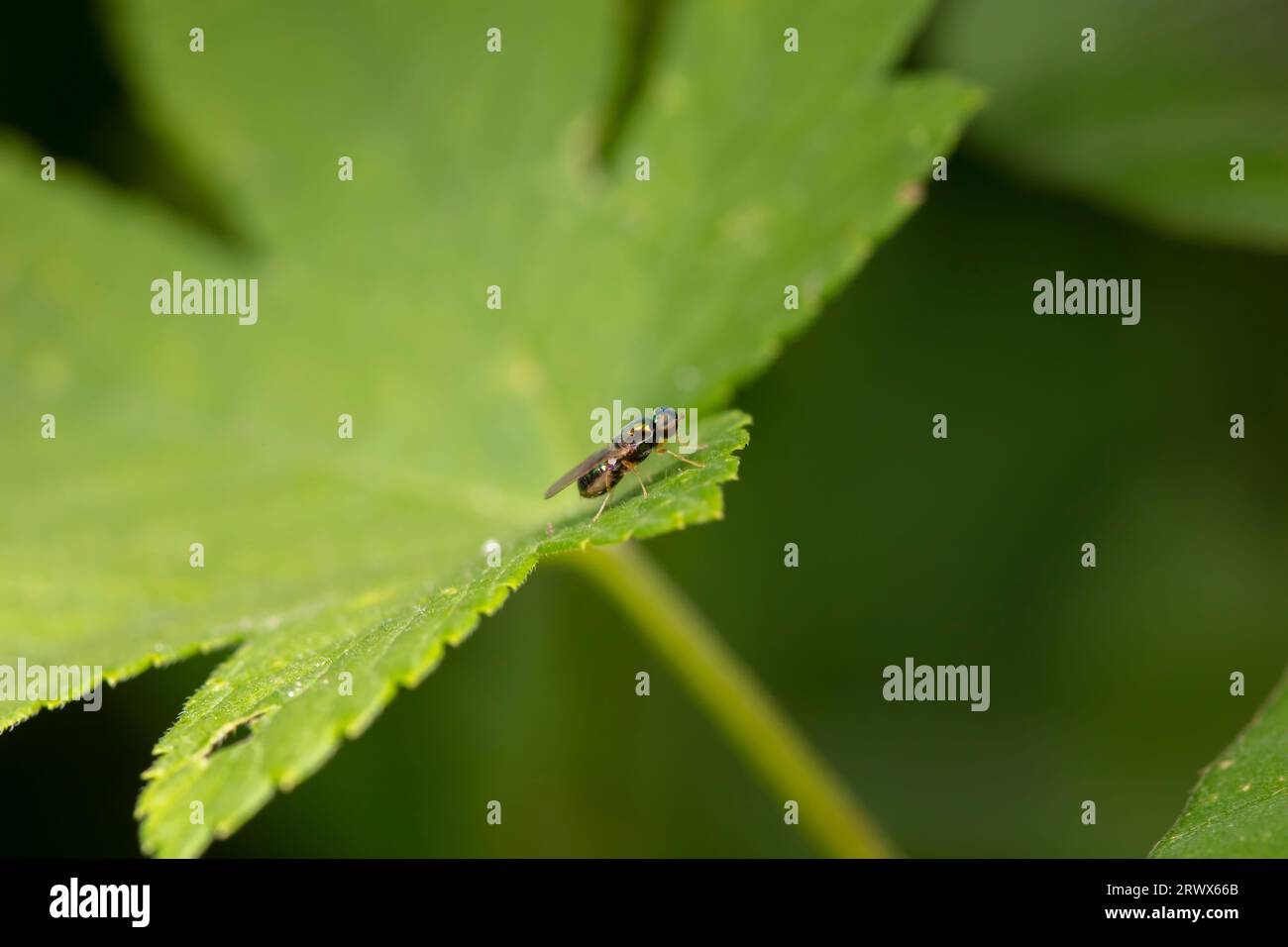 Water inhabiting plants hi-res stock photography and images - Alamy